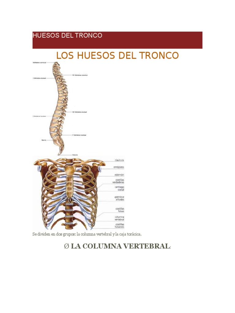 Los Huesos Del Tronco | PDF | Vértebra | Tórax