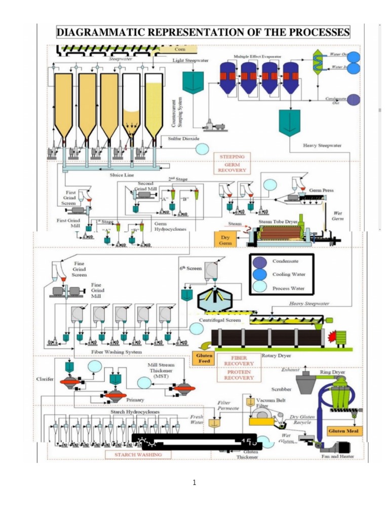 Corn Introduction | PDF | Maize | Starch