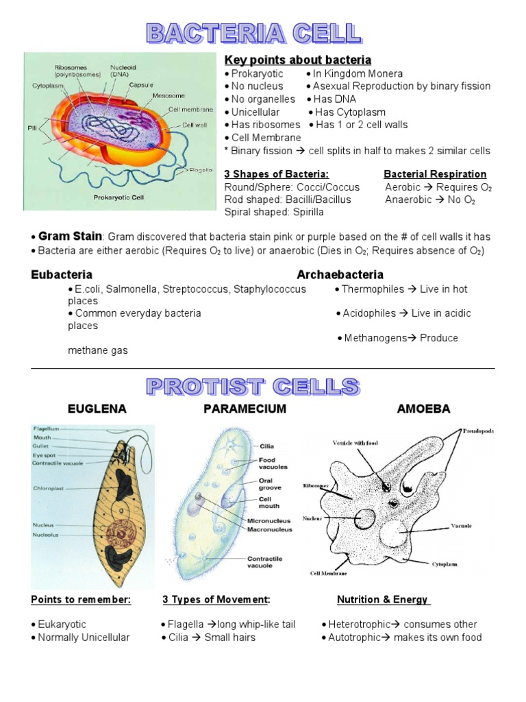 Essential Bacteria and Cell Biology Facts | PDF