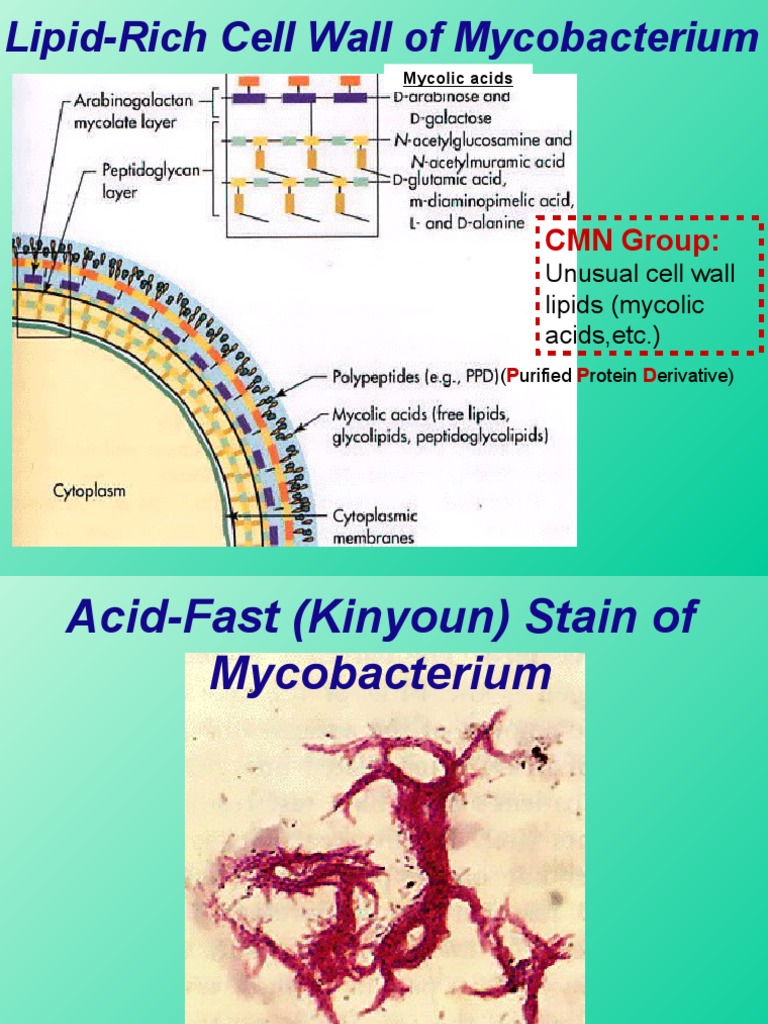 CMN Group:: Unusual Cell Wall Lipids (Mycolic Acids, Etc.) | PDF