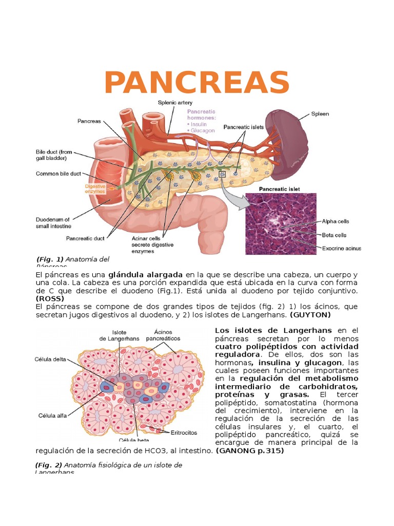 Pancreasx | PDF | Páncreas | Anatomía