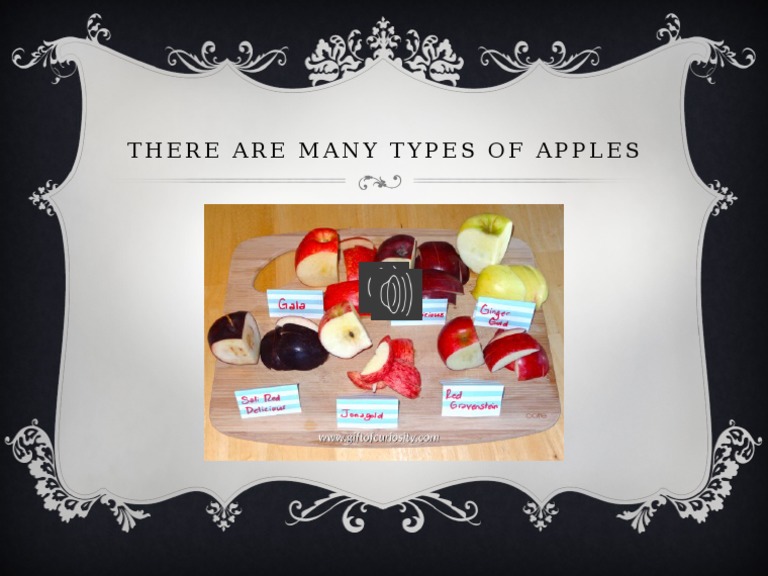 Types of Apples Explained | PDF