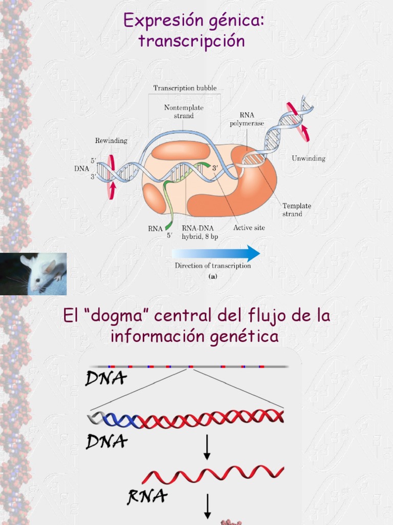 Biología Molecular (Transcripción de Arn y Adn) | PDF | Rna | Adn