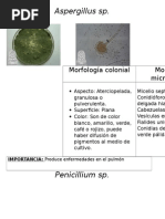 Atlas de Micologia Corregido | PDF | Hongo | Aspergilo
