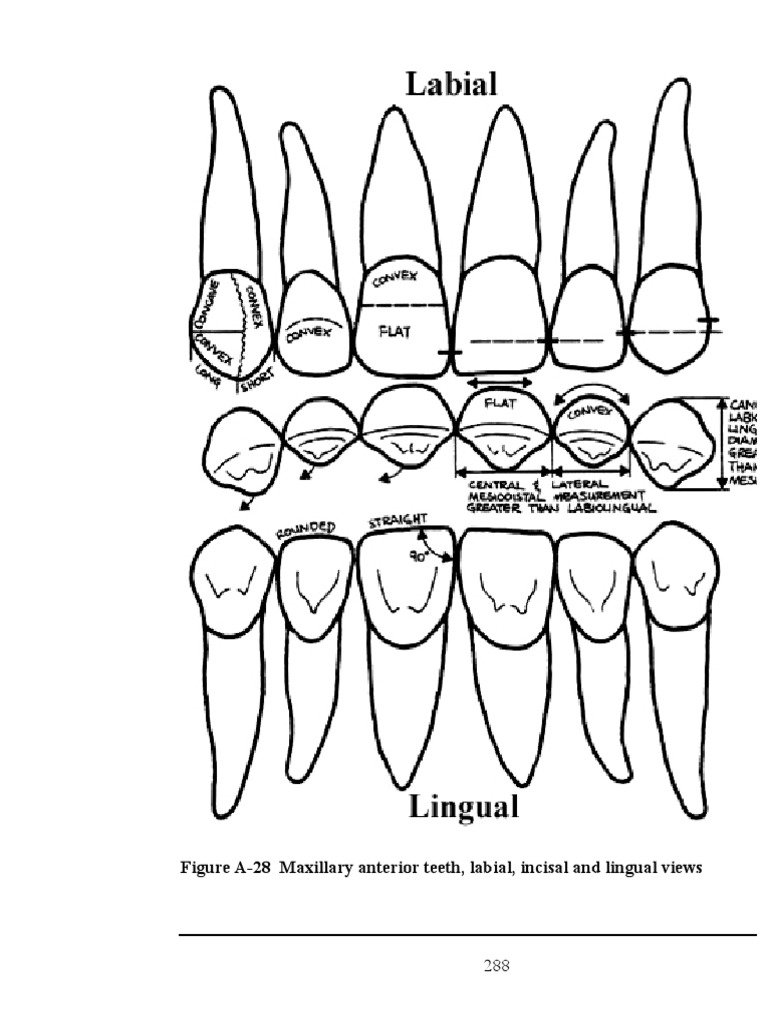 Figure A-28 Maxillary anterior teeth, labial, incisal and lingual views