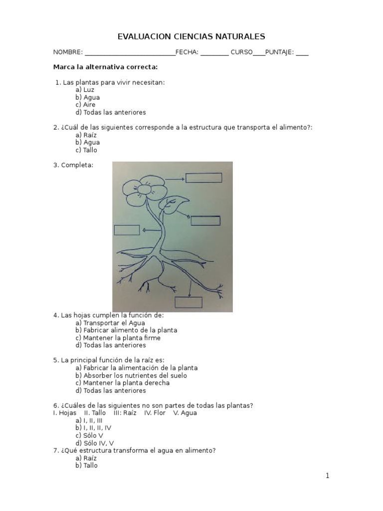 Prueba Las Plantas | PDF | Flores | Polen