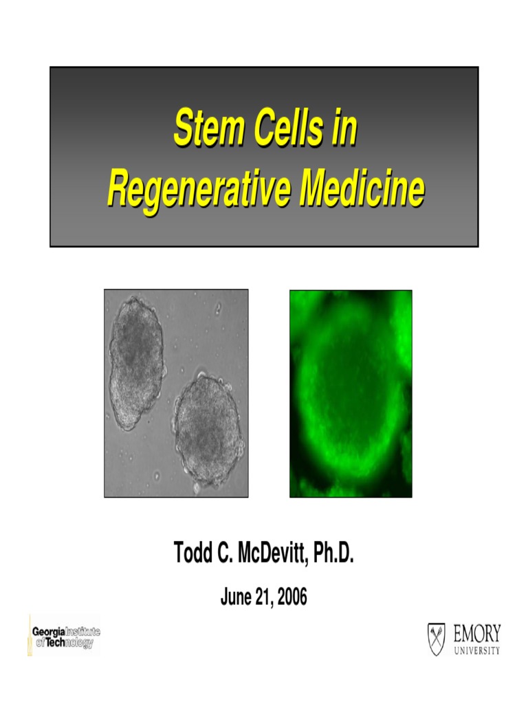 Stem Cells in Regen Med June | PDF | Stem Cell | Cell Potency