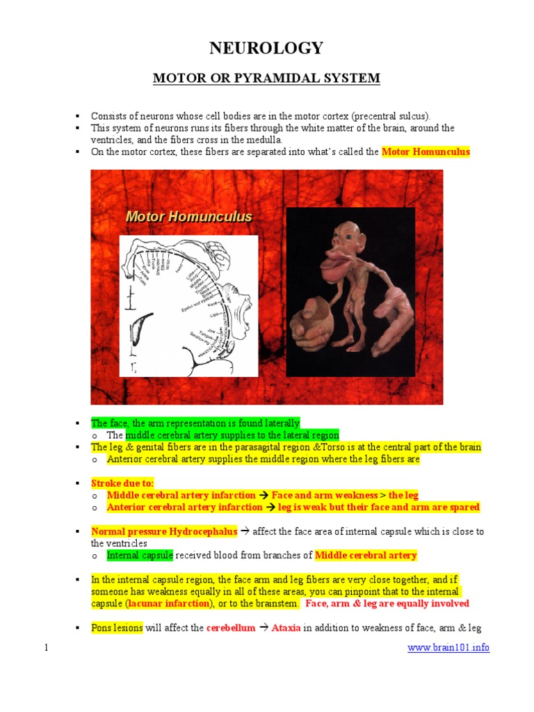 Neurology Review | PDF | Vertigo | Stroke