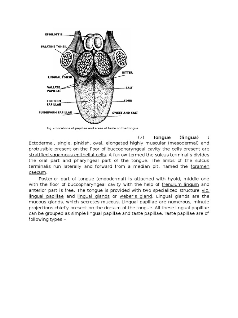 Tongue Anatomy: Papillae and Sulcus Terminalis | PDF