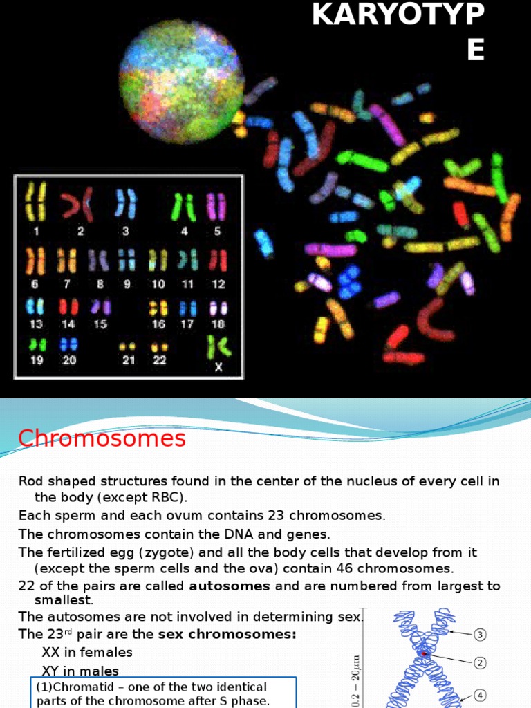 A Comprehensive Guide to Karyotyping: Understanding Chromosome Analysis ...