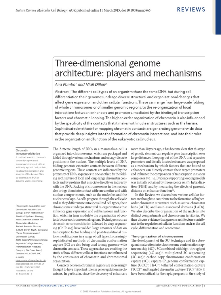 Three Dimensional Genome Architecture Players and Mechanisms | PDF ...