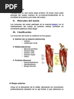 Anatomía del Muslo Humano | PDF | Anatomía humana | Rodilla
