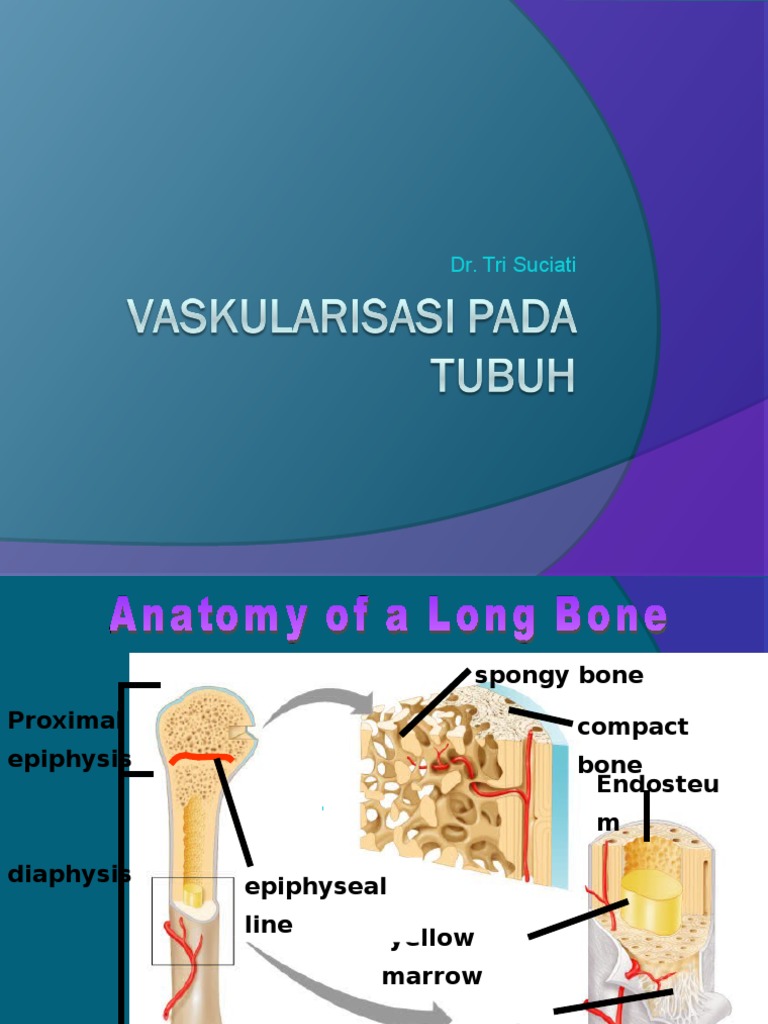 Vaskularisasi Pada Tubuh | PDF | Artery | Circulatory System
