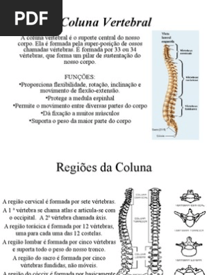 Anatomia Das Vertebras Lombares Ppt Anatomia Aplicada Da Coluna