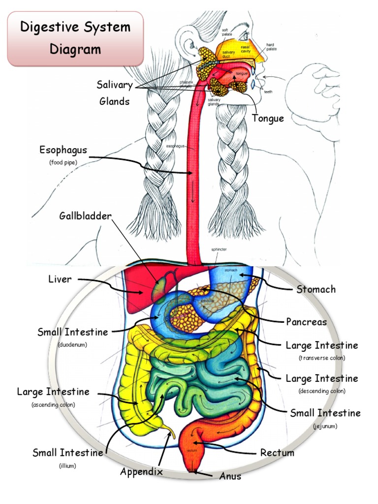digestive_system_lab_2007.pdf | Human Digestive System ...