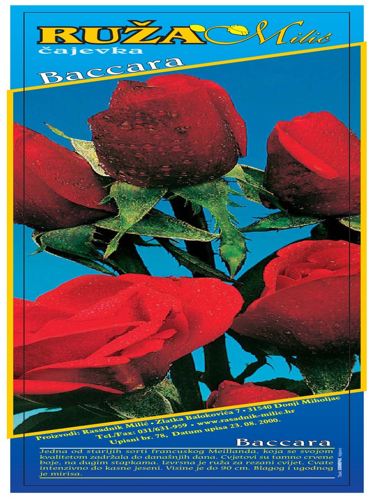 Sadnice Ruza | PDF