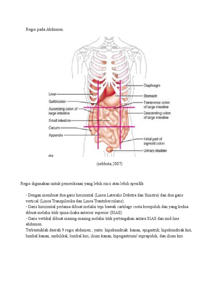 Regio Pada Abdomen | PDF