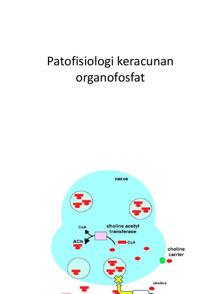 Patofisiologi Keracunan Organofosfat | PDF
