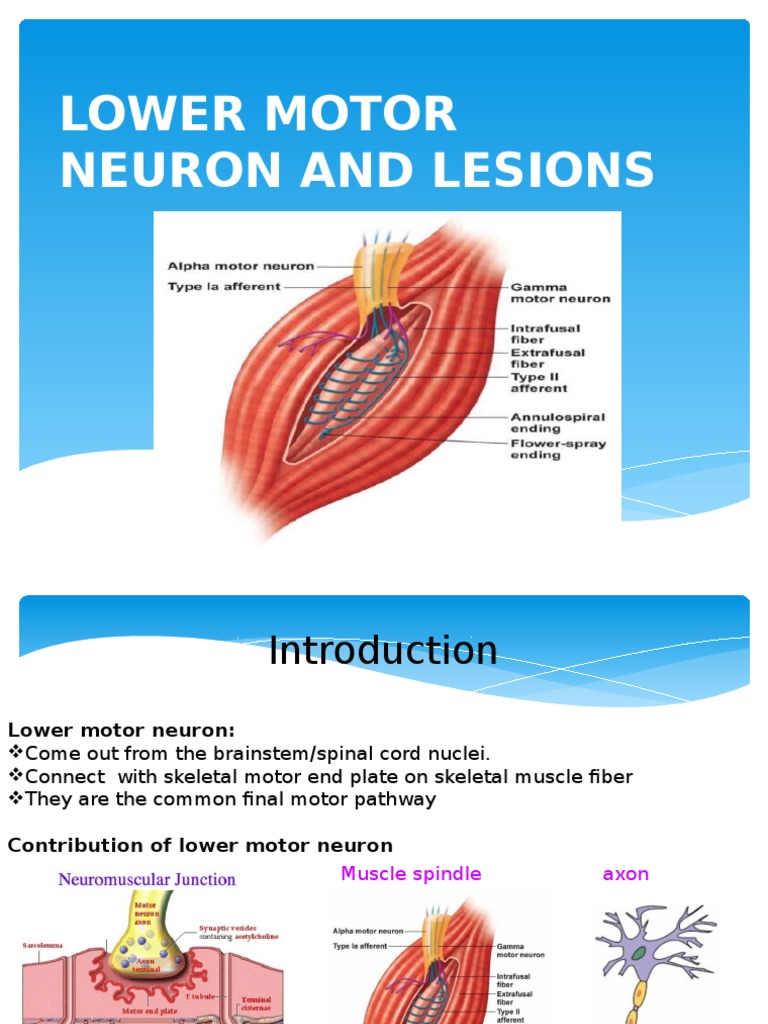 Lower Motor Neuron Lesions | PDF | Motor Neuron | Animal Anatomy