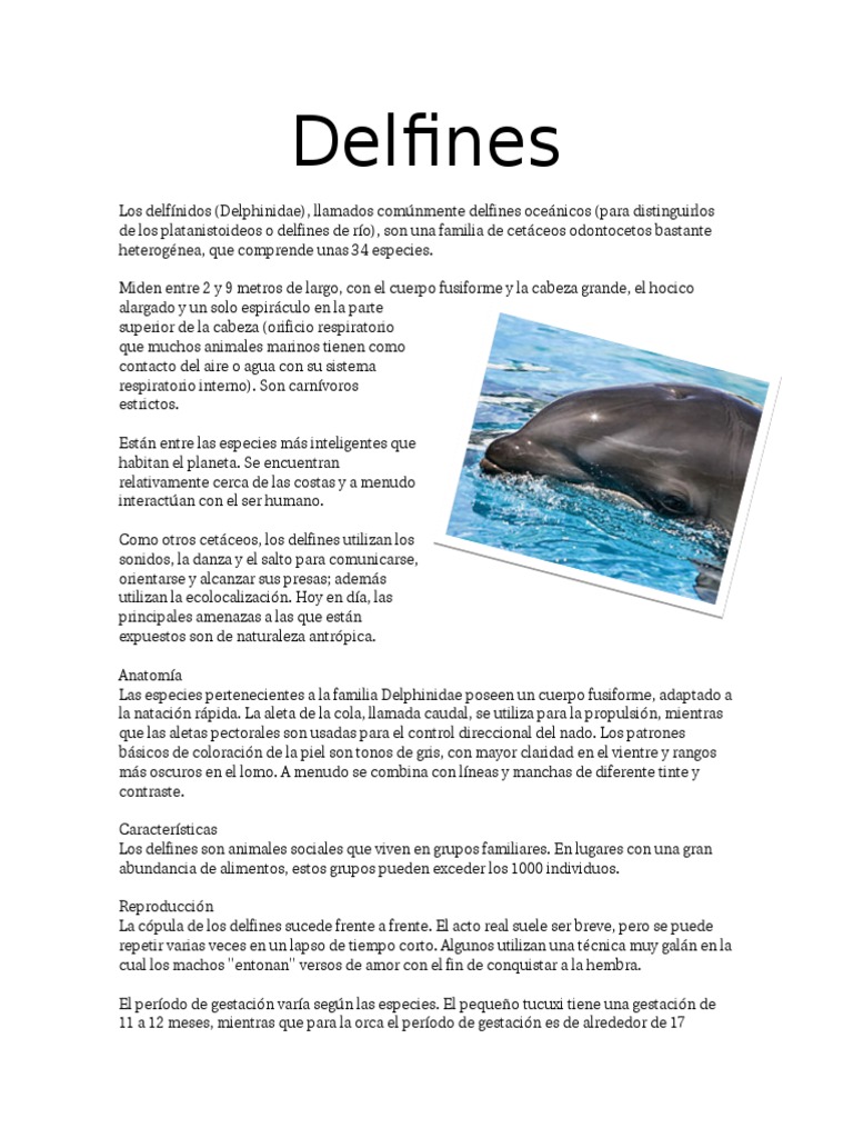 Información sobre los delfines para niños | PDF | Mamíferos | Cetáceos