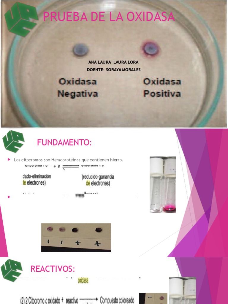Prueba de La Oxidasa | PDF | Enzima | Biomoléculas