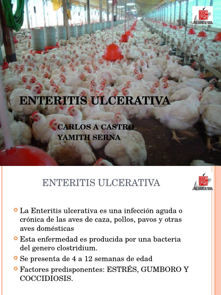 Enteritis Ulcerativa XD | PDF | Diarrea | Aves