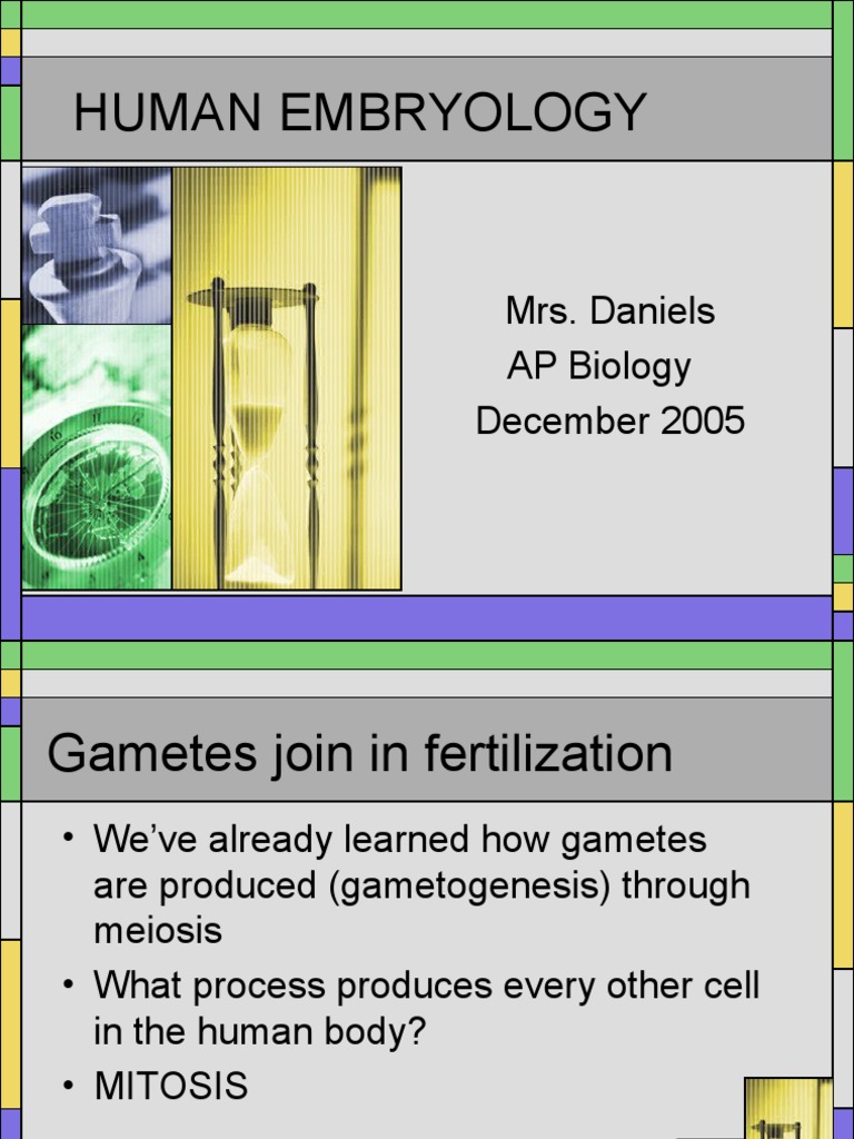 Human Embryology: Mrs. Daniels AP Biology December 2005 | PDF