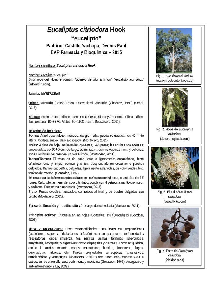 Ficha Tecnica Arbol Adoptado Eucalipto | PDF | Eucalipto | Limón