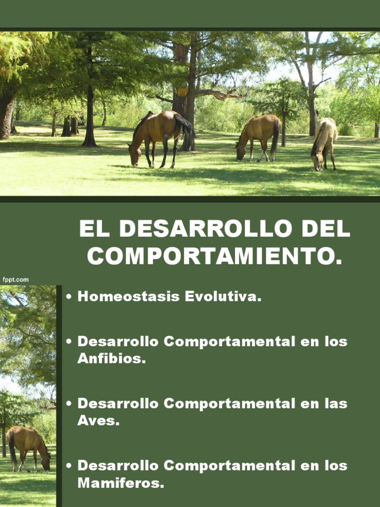 Desarrollo Del Comportamiento. Psico Animal | PDF | Evolución | Aves