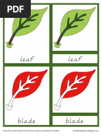 Leaves | PDF | Branches Of Botany | Plants