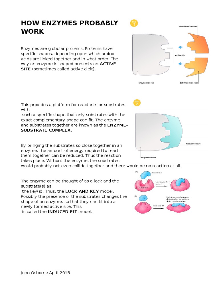 How Enzymes Probably Work | PDF | Language Arts & Discipline | Wellness