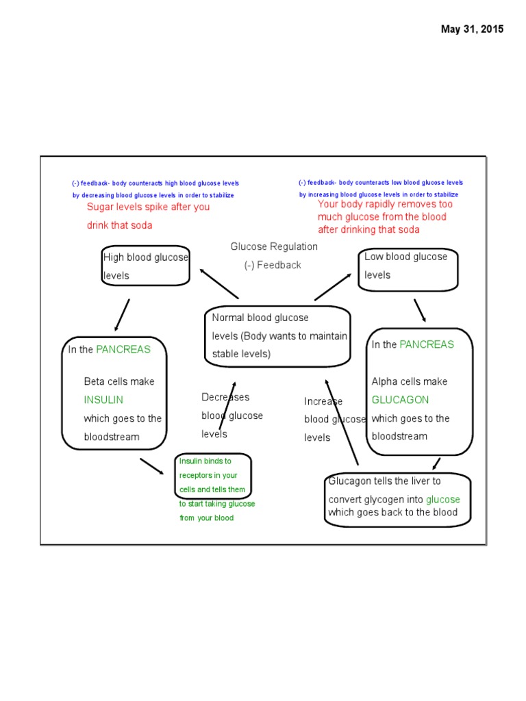 Blood Glucose Regulation Concept Map | PDF | Wellness