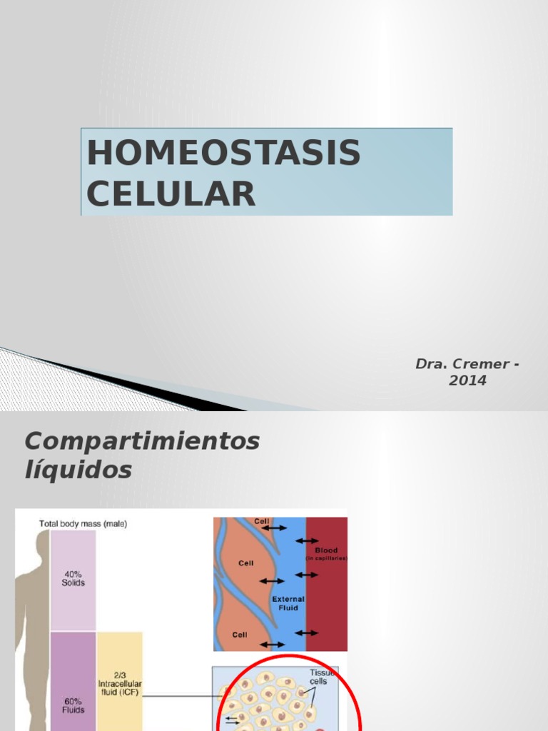 Homeostasis Celular 14 | PDF | Potencial de acción | Potencial de membrana