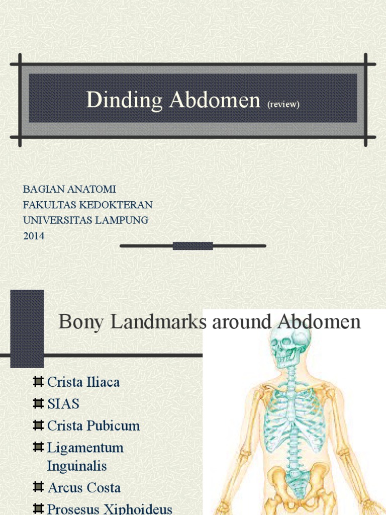 Abdomen Anatomy Review 2014 | PDF | Wellness | Science & Mathematics