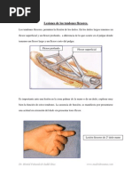 PALESTESIA Definicion y Exploración | PDF | Mano | Sistema ...