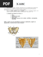 Nutación y Contranutación en la Pelvis | PDF | Pelvis | Sistema esquelético