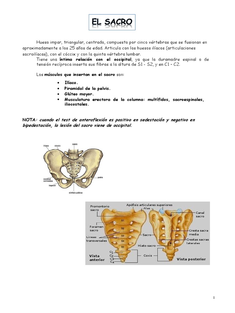 Características y Funciones del Sacro | PDF | Pelvis | Anatomía del ...