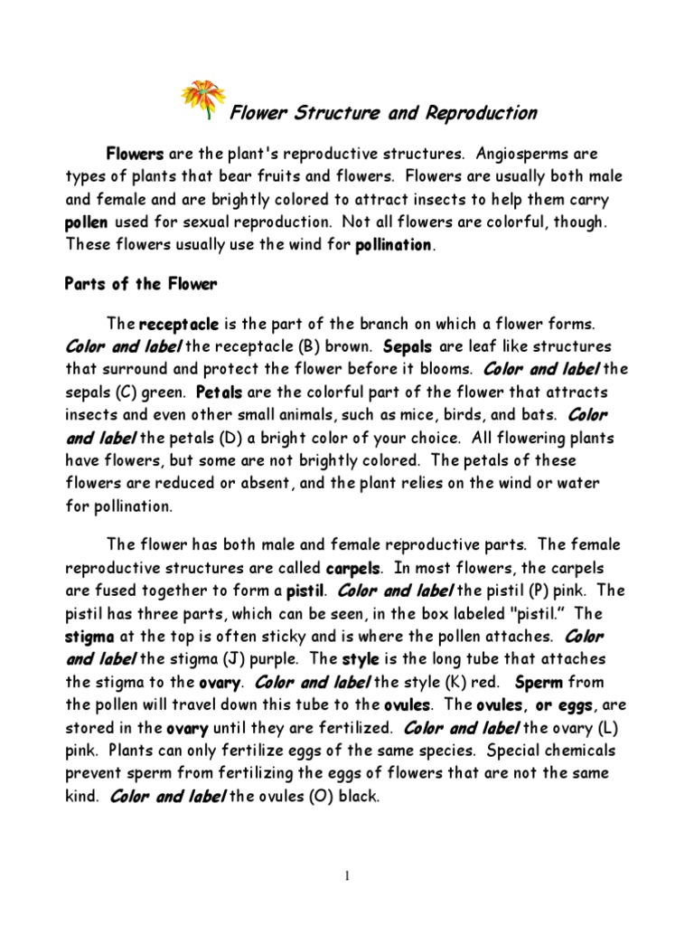 Flower Structure and Reproduction Reading and Questions | PDF | Flowers ...