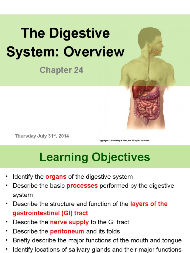 Digestive System - Part 1 | PDF | Human Digestive System ...