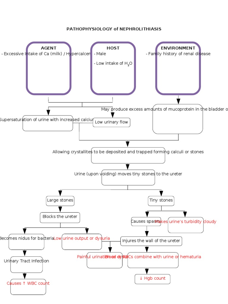 Pathophysiology of Nephrolithiasis | PDF
