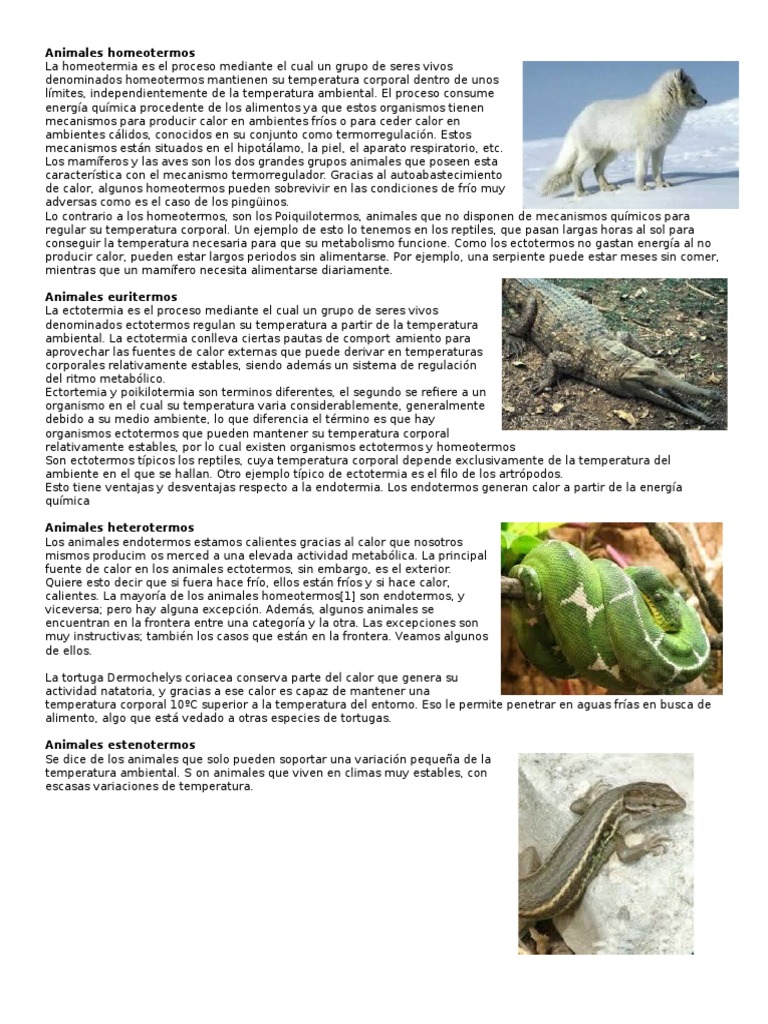 Animales Homeotermos | Termorregulación | Homeostasis