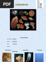 Anatomía y Fisiología de Los Peces Teleósteos | PDF | Vena | Pescado
