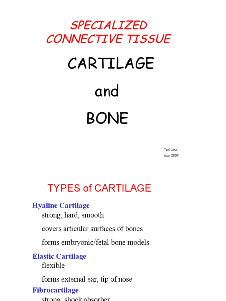 Cartilage and Bone: Specialized Tissues | PDF | Bone | Cartilage