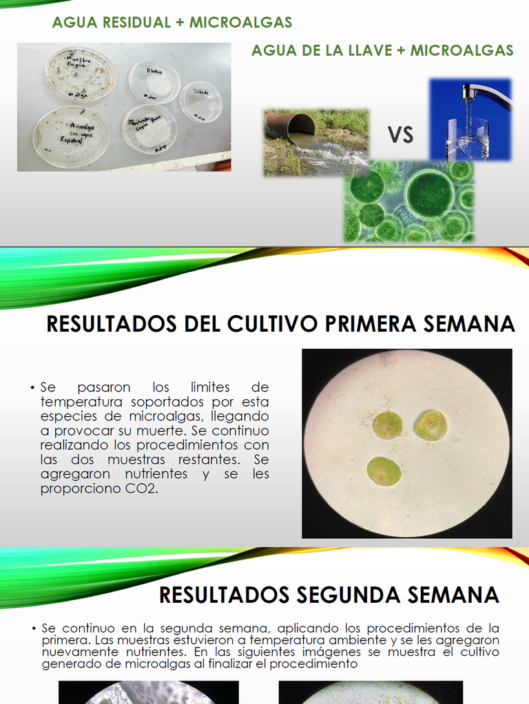 Cultivo de Microalgas en Agua Residual | PDF | Aguas residuales ...