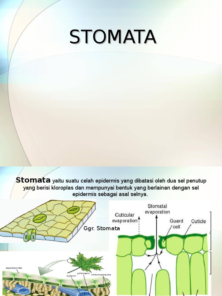 STOMATA | PDF