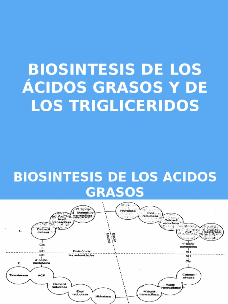 Regulación de Ácidos Grasos y Triglicéridos | PDF | Triglicéridos ...