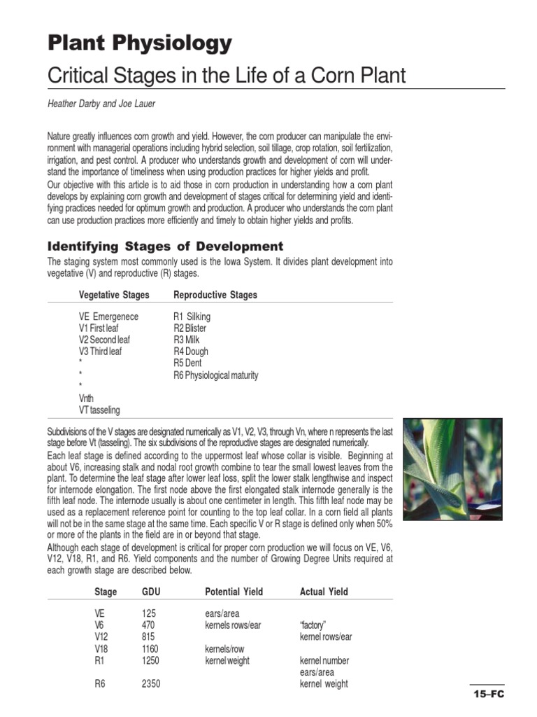 Critical Stages Corn Plant | PDF | Seed | Maize