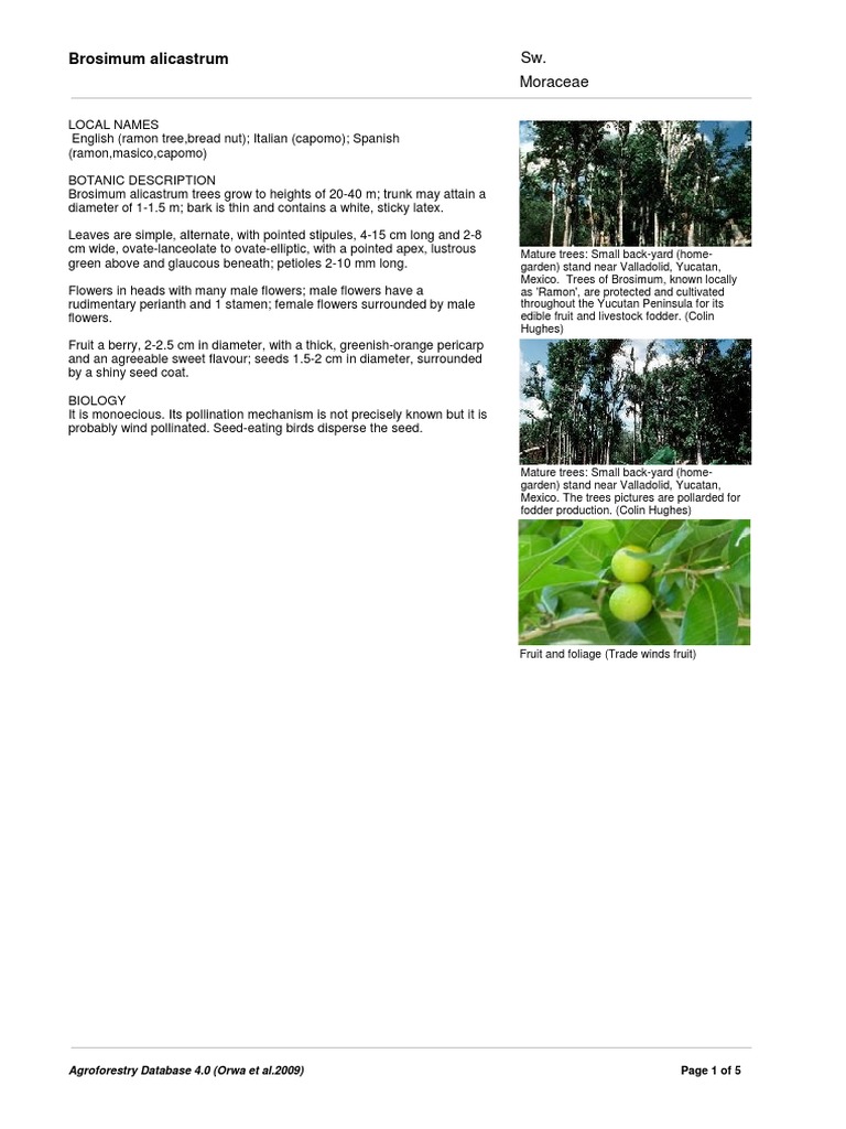 Brosimum alicastrum: Agroforestry Insights | PDF | Trees | Fruit