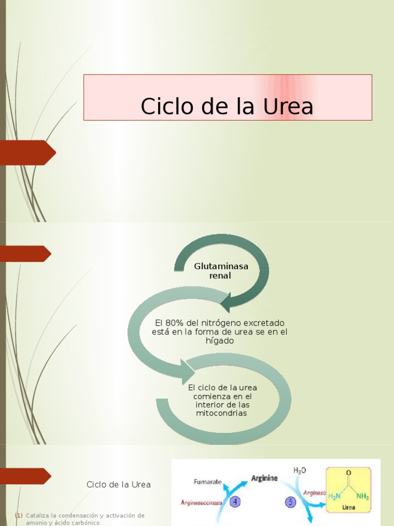 Ciclo de La Urea