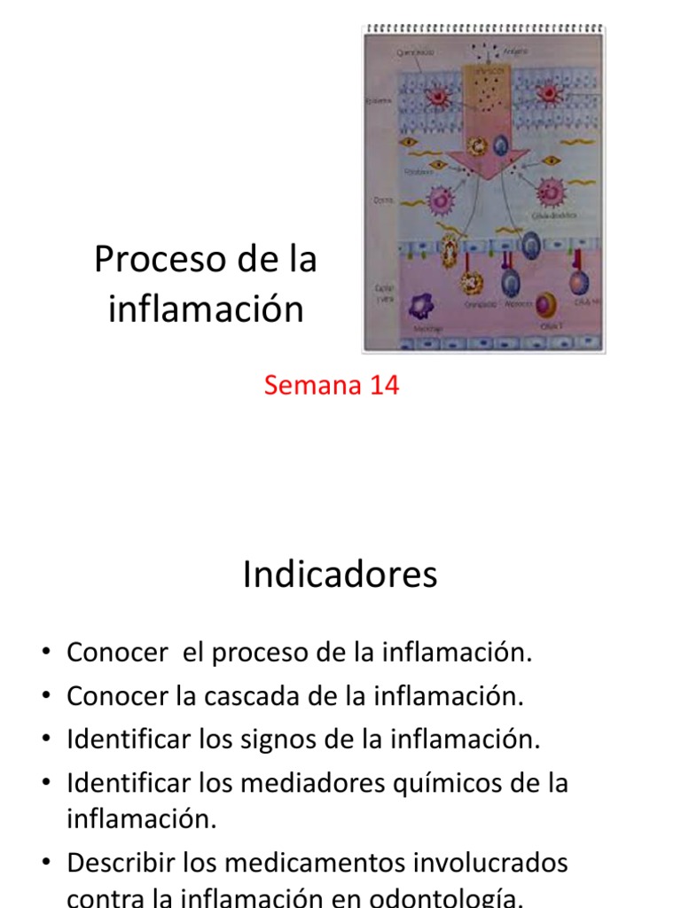 Pasos En El Proceso De La Inflamacin Inmunologia Respuesta